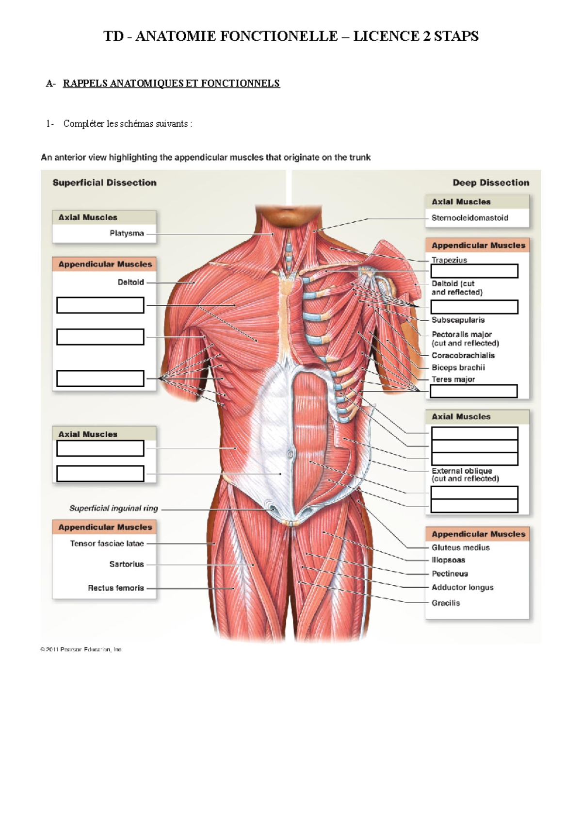 TD Anatomie Staps - TD - ANATOMIE FONCTIONELLE – LICENCE 2 STAPS A- RAPPELS ANATOMIQUES ET - Studocu