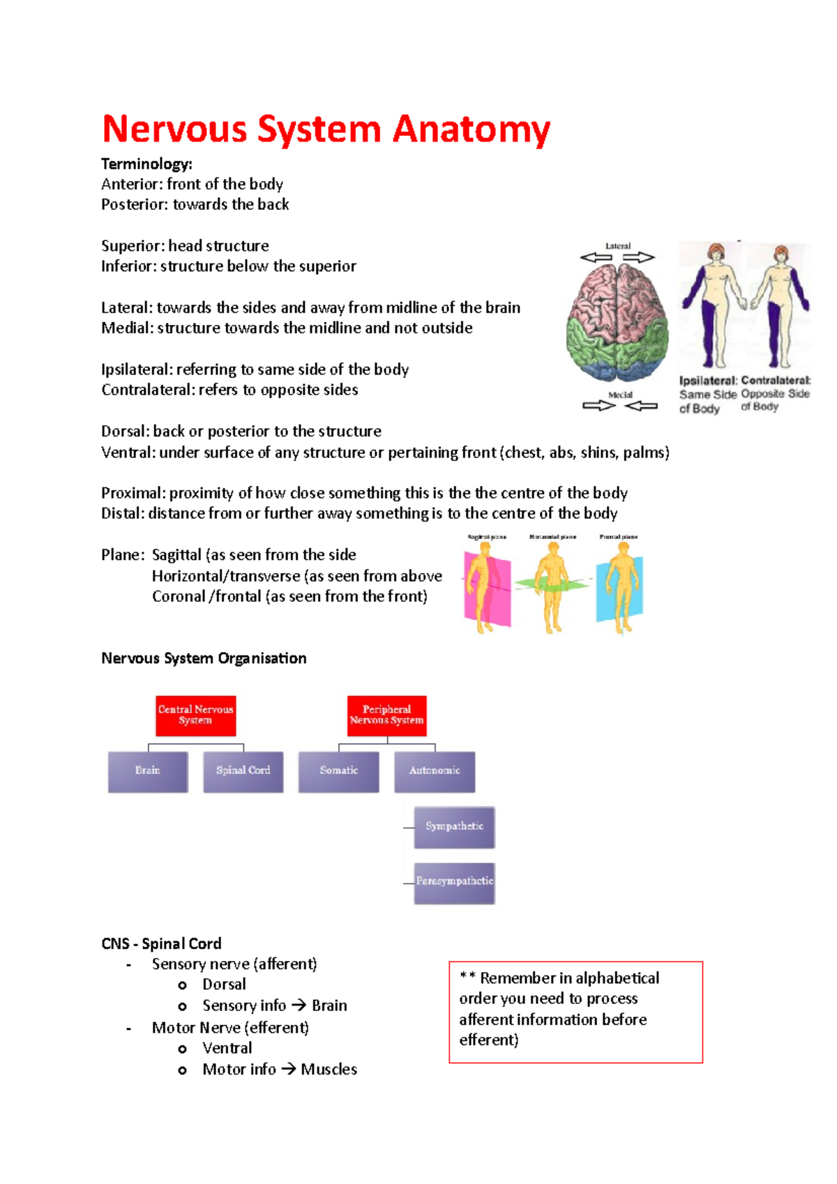 Bio Notes - Nervous System Anatomy Terminology: Anterior: front of the ...