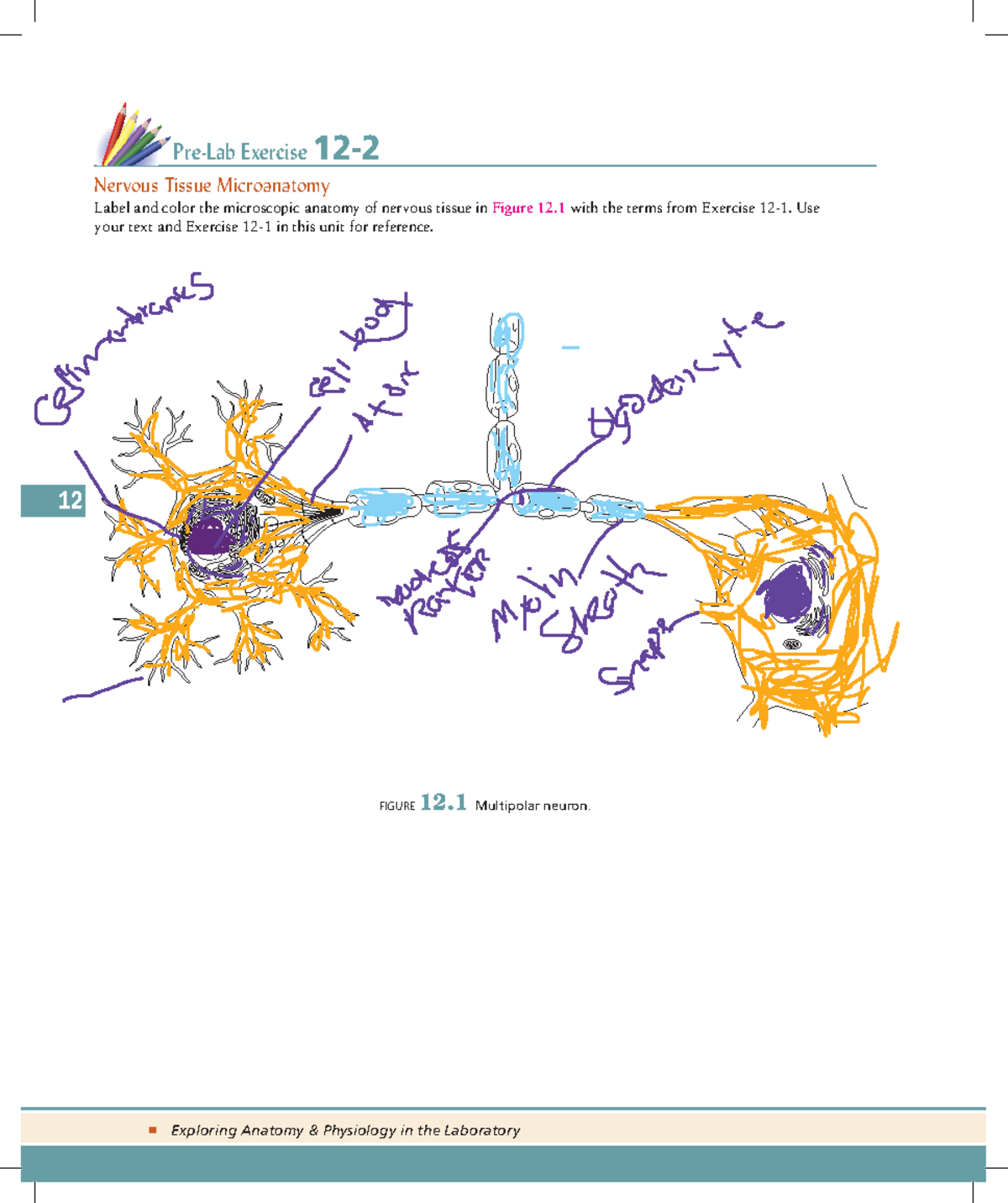 Unit 12 Pre-Lab Exercise 12-2 - HIT 221 - n Exploring Anatomy ...