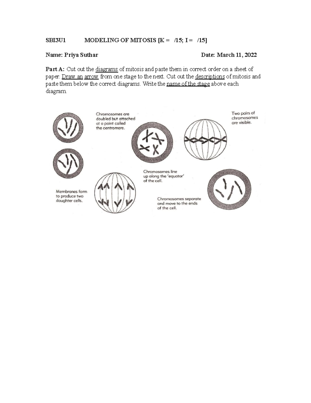 Activity Modelling of Mitosis for biology in cell biology and mitosis ...