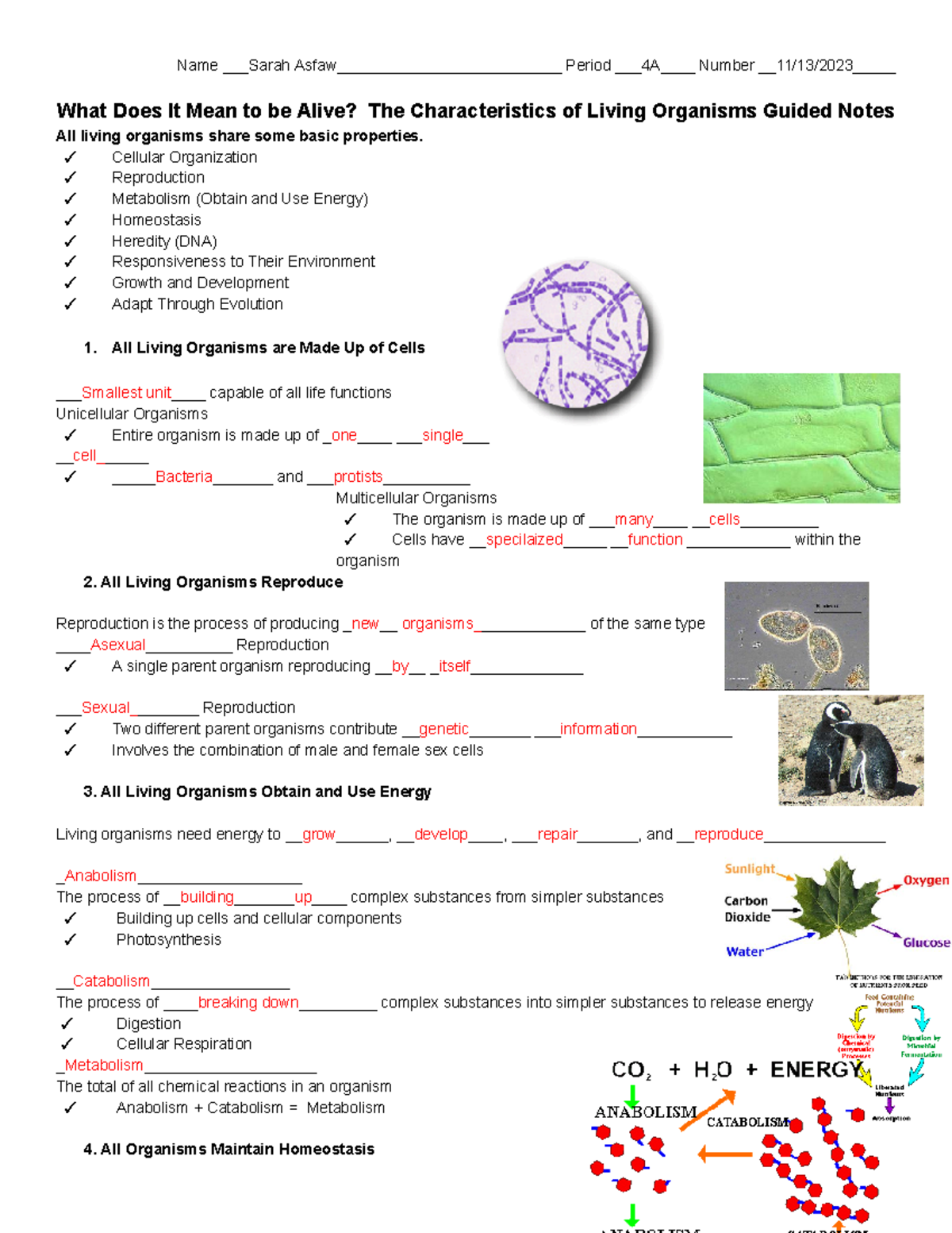 Copy of Copy of Characteristics of Life Guided Notes Student - Name ...