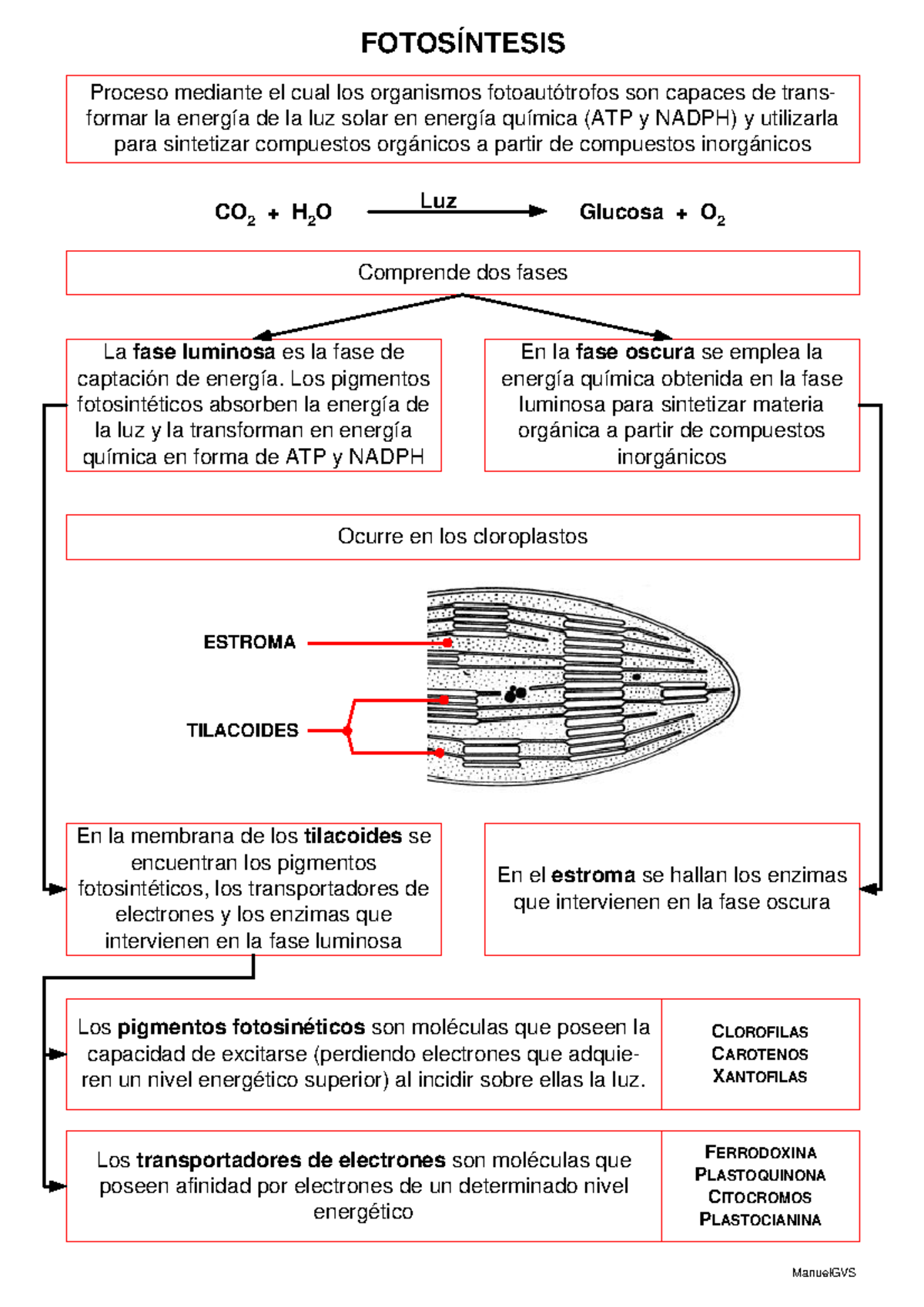 Fotosintesis - metabolismo - FOTOSÍNTESIS Proceso mediante el cual los ...
