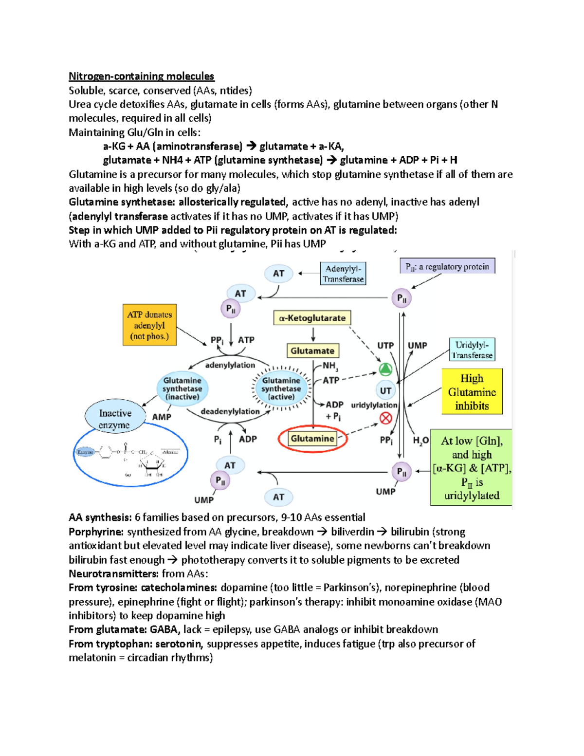 Biochem II EXAM 4 Notes - Dr. Kearney - Nitrogen-containing molecules ...