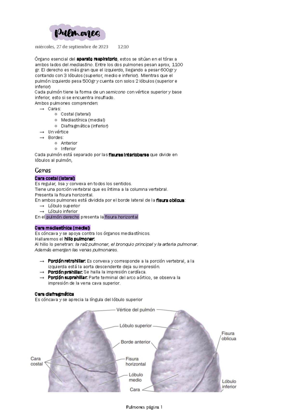 Pulmones - Anatomia clinica / Clinical Anatomy - ”rgano esencial del aparato respiratorio, estos ...