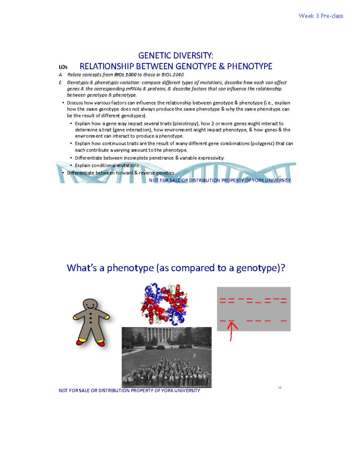 BIOL 2040 F2022 Relationship Between Genotype Phenotype (Week 3) - LOs ...