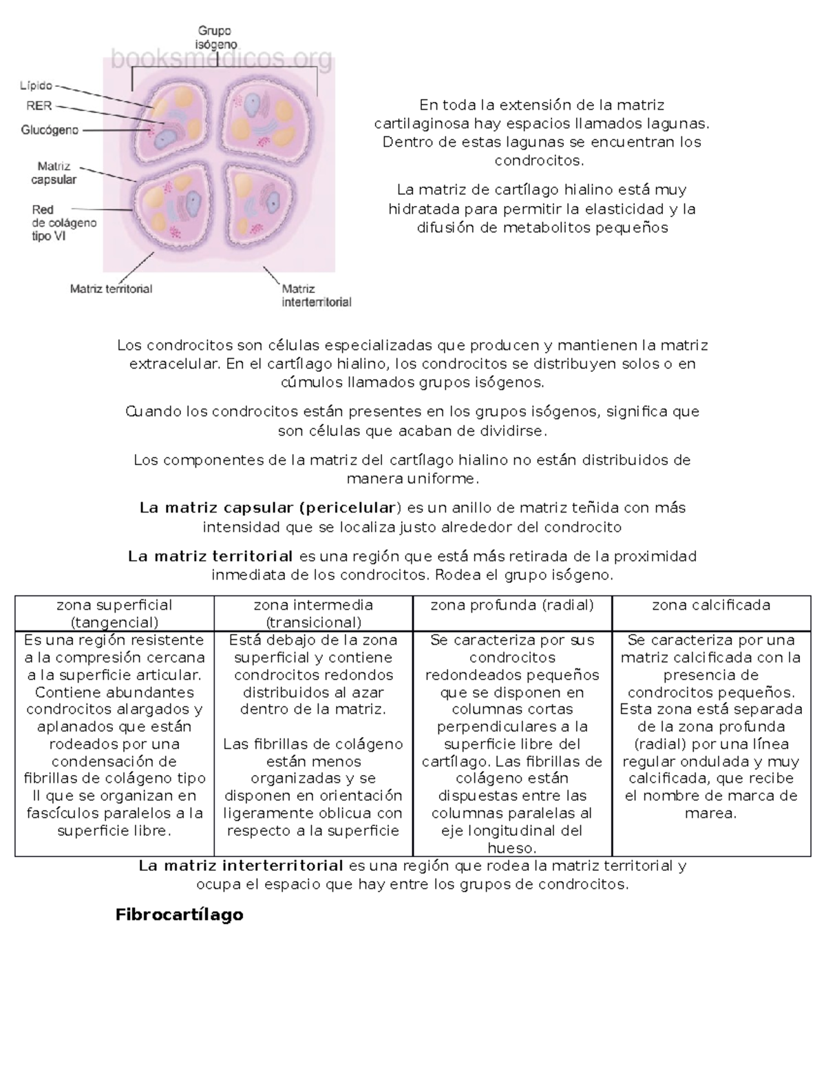 Histologia - apuntes - En toda la extensión de la matriz cartilaginosa ...