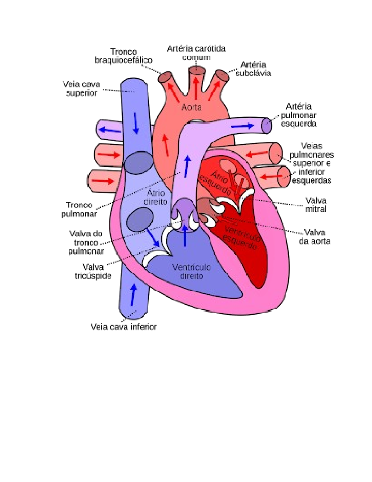 Corazon - el corazón es parte de un sistema cerrado que es todo el ...