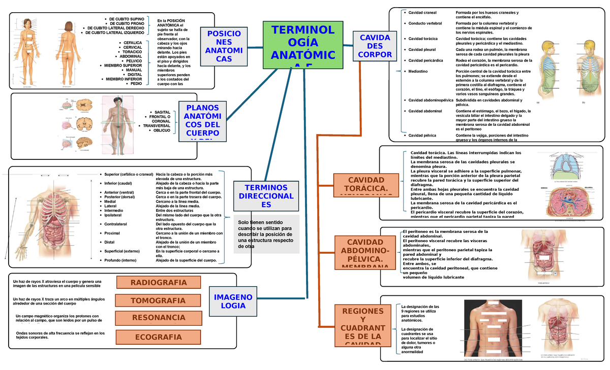 03 Mapa conceptual - En la POSICIÓN ANATÓMICA el sujeto se halla de pie frente al observador ...