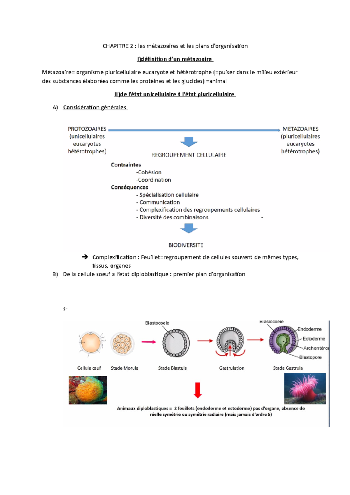 Chapitre 2 métazoaire - CHAPITRE 2 : les métazoaires et les plans d ...