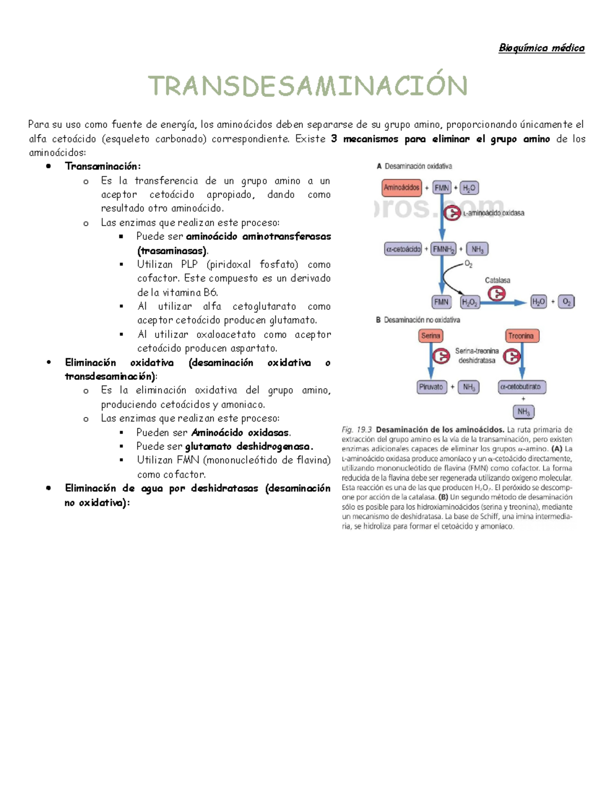 Transdesaminación Ruta metabolica - Para su uso como fuente de los ...