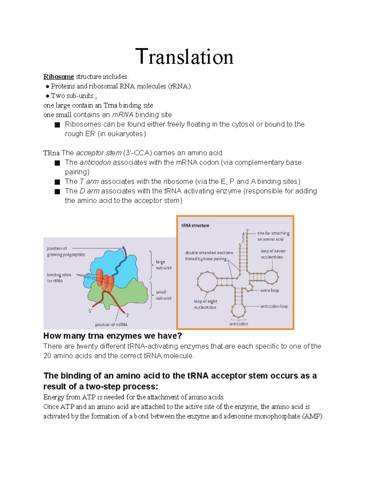 Biology Topic 7 - Translation Ribosome structure includes: Proteins and ...