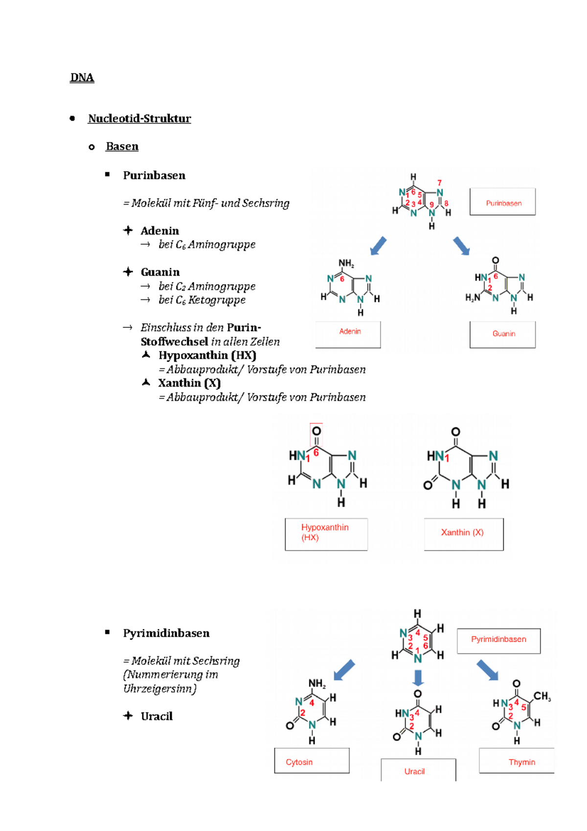 DNA - Biochemie TB3- Themenkomplex Nucleinsäuren - DNA Nucleotid ...