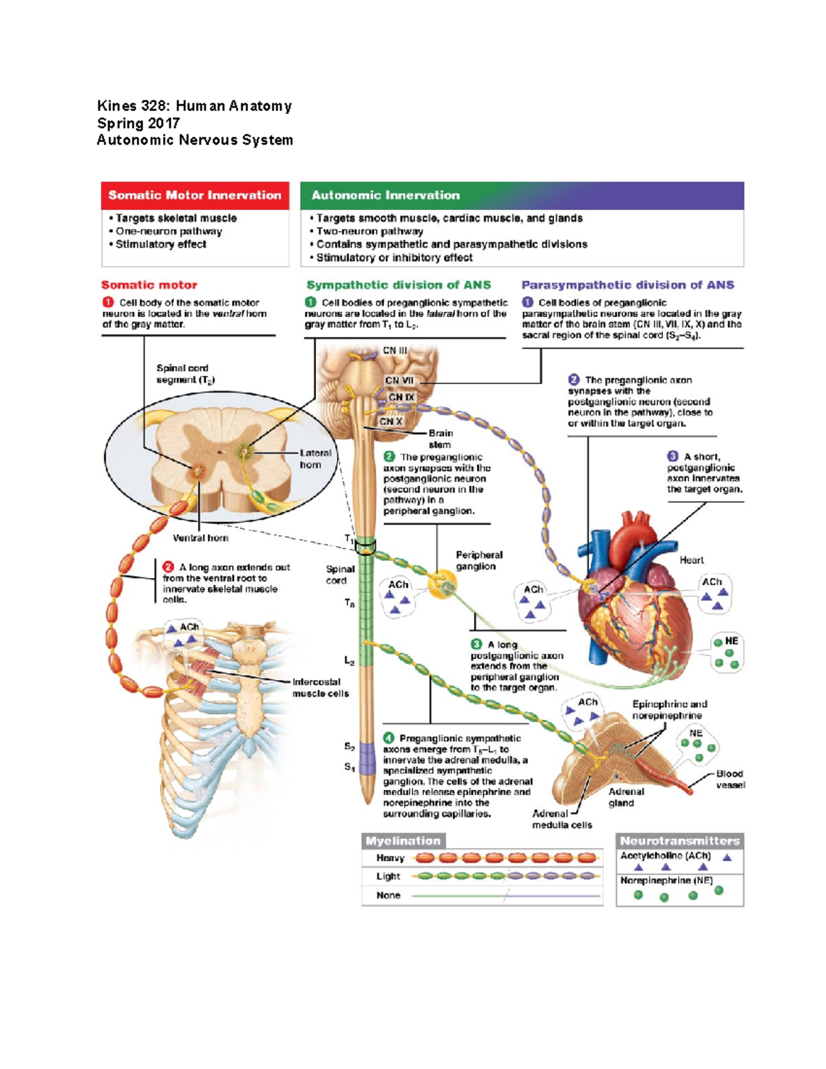 ANS Worksheet - ANS - Kines 328: Human Anatomy Spring 2017 Autonomic ...