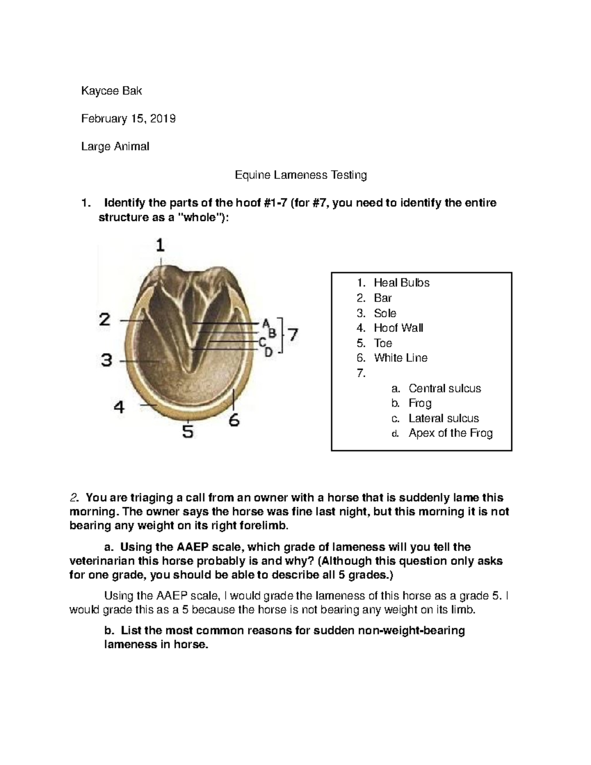 Large Animal Lab Report 3 - Kaycee Bak February 15, 2019 Large Animal ...