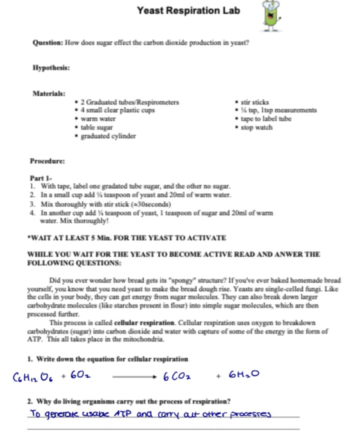 Yeast Respiration Lab - Studocu