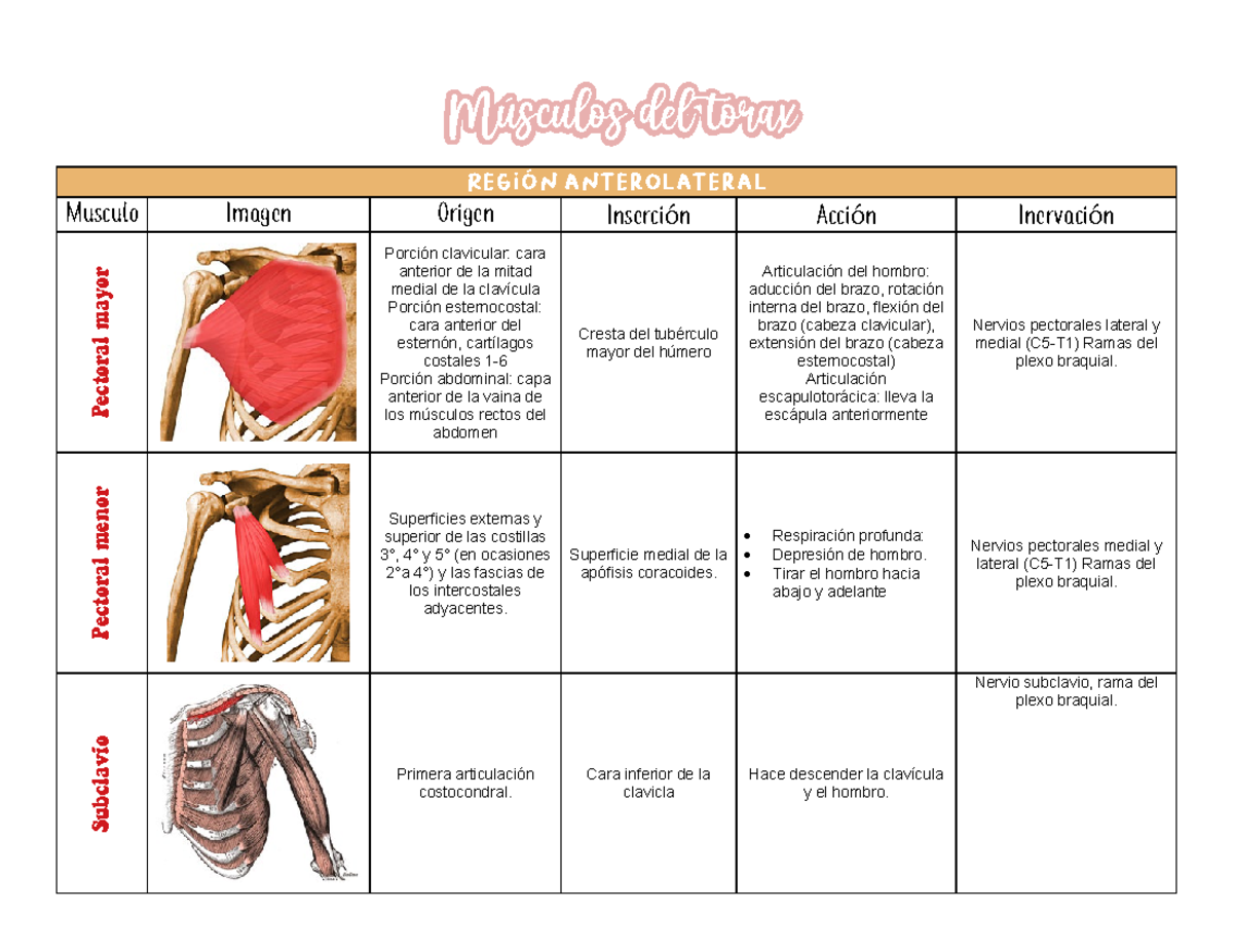 Músculos del Tórax - Región anterolateral Musculo Imagen Origen ...