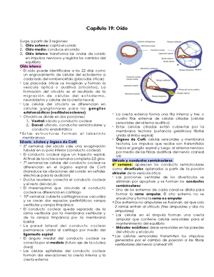 Cap 20: Desarrollo del ojo - Capítulo 20: ojo Copa óptica y vesícula ...