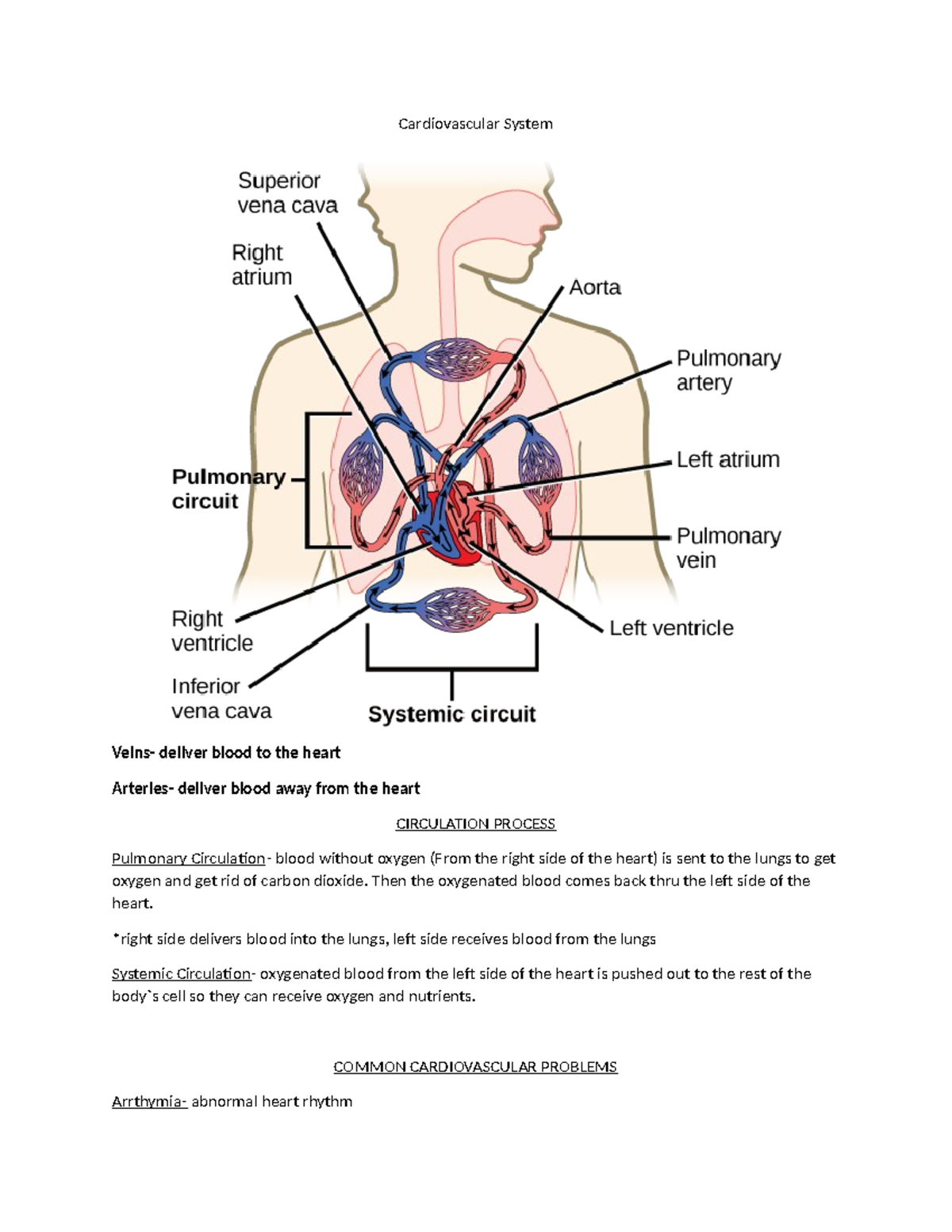 Cardiovascular System - Cardiovascular System Veins- deliver blood to ...