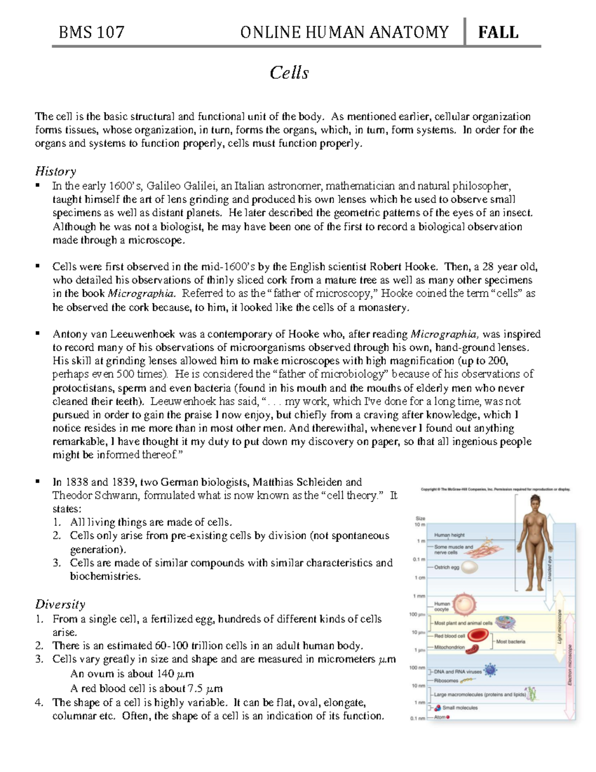 Ch. 3 Cells Anatomy - Cells The cell is the basic structural and ...