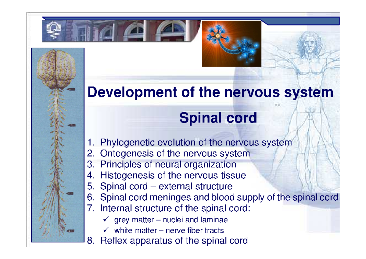 1. Development of the Nervous System&Spinal Cord - Development of the ...