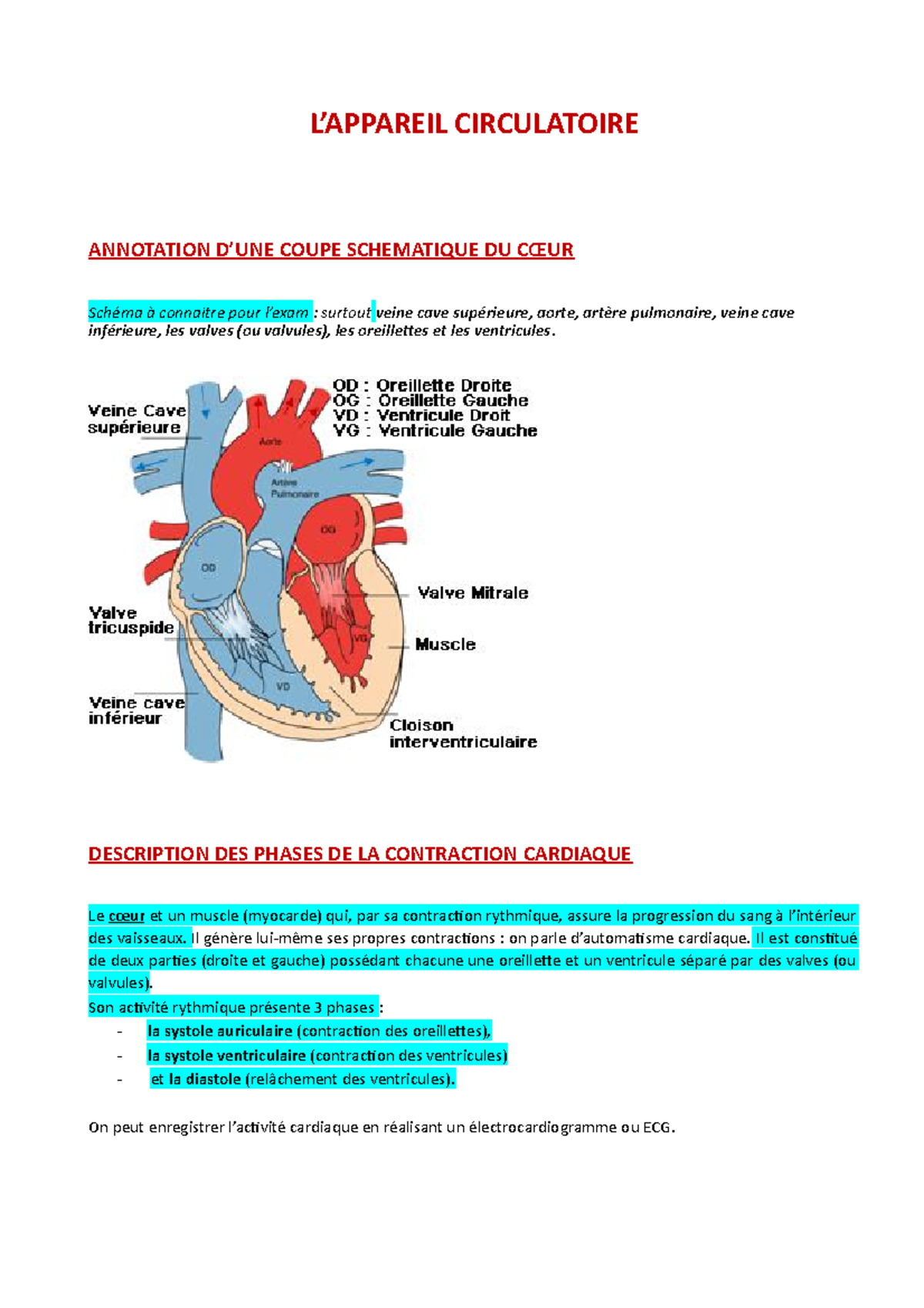 Appareil Circulatoire - L’APPAREIL CIRCULATOIRE ANNOTATION D’UNE COUPE ...