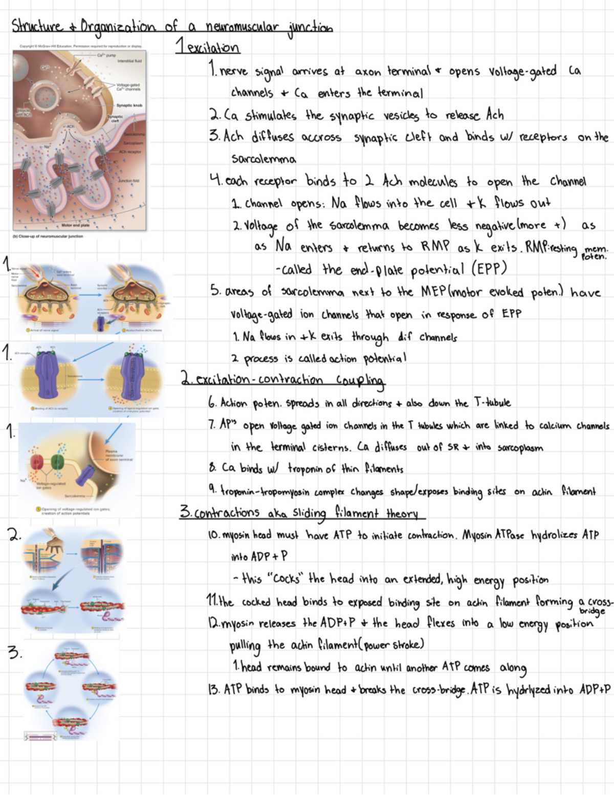Biol Notes-25 - Anatomy and Physiology 1 lecture notes - BIOL221 - Studocu