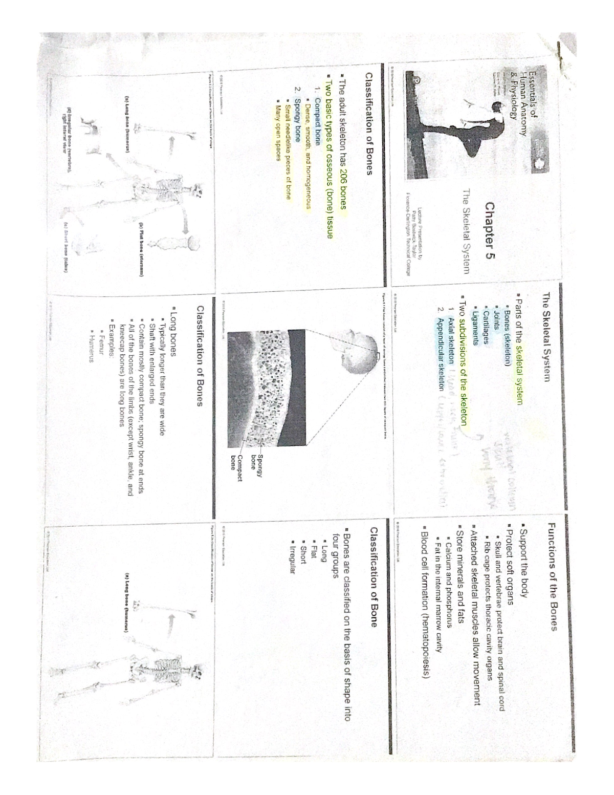 Anatomy and Physiology- Skeletal System - bs nursing - SWU - Studocu