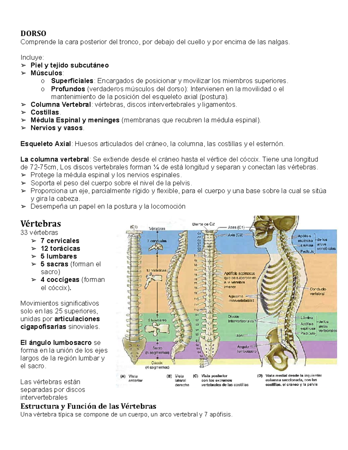 Dorso - Resumen Tratado de anatomía Humana - DORSO Comprende la cara ...