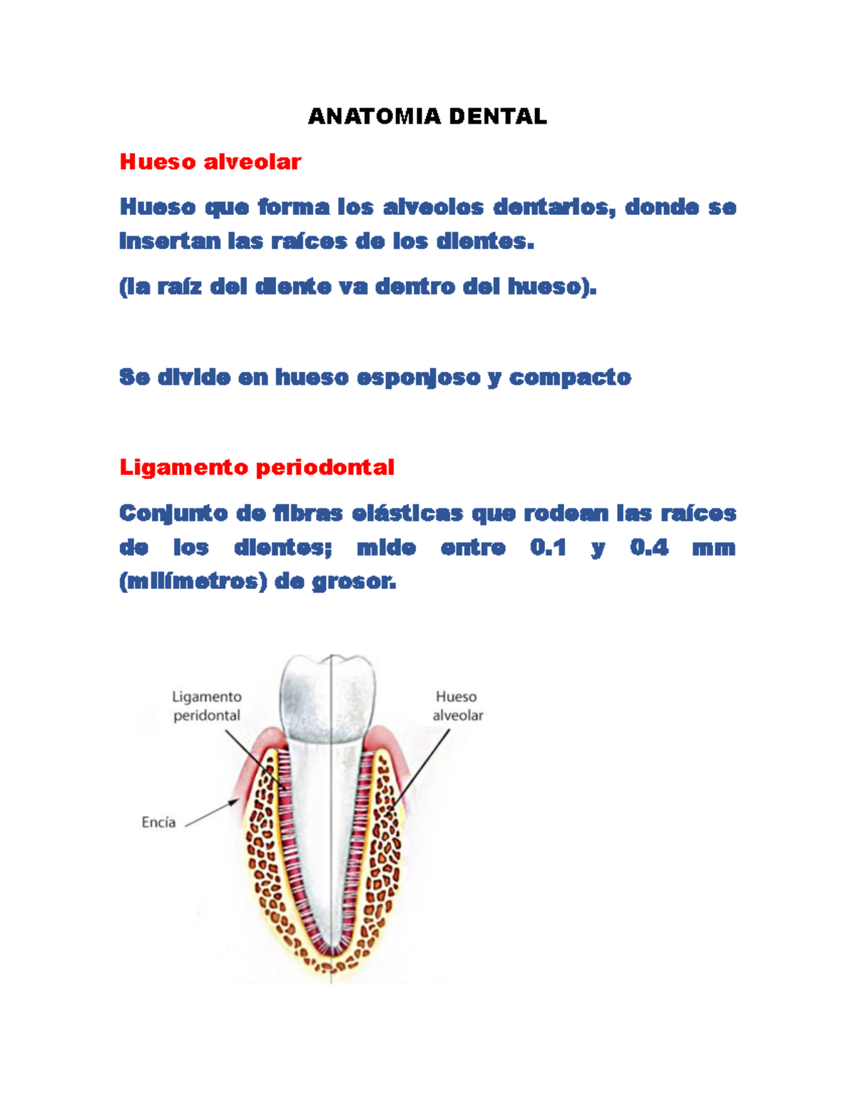 Anatomia Dental - Repaso del hueso alveolar/alvéolo/encía - ANATOMIA DENTAL Hueso alveolar Hueso ...