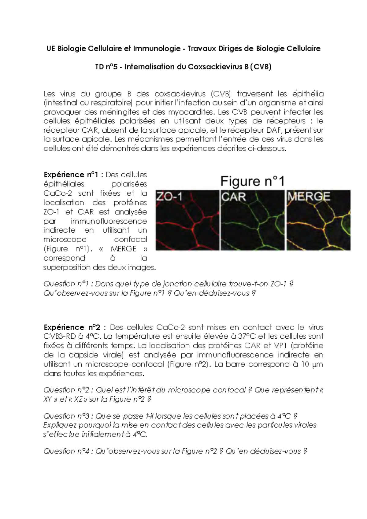 TD5-Infection des cellules par le CVB-1 - UE Biologie Cellulaire et Immunologie - Travaux Dirigé ...