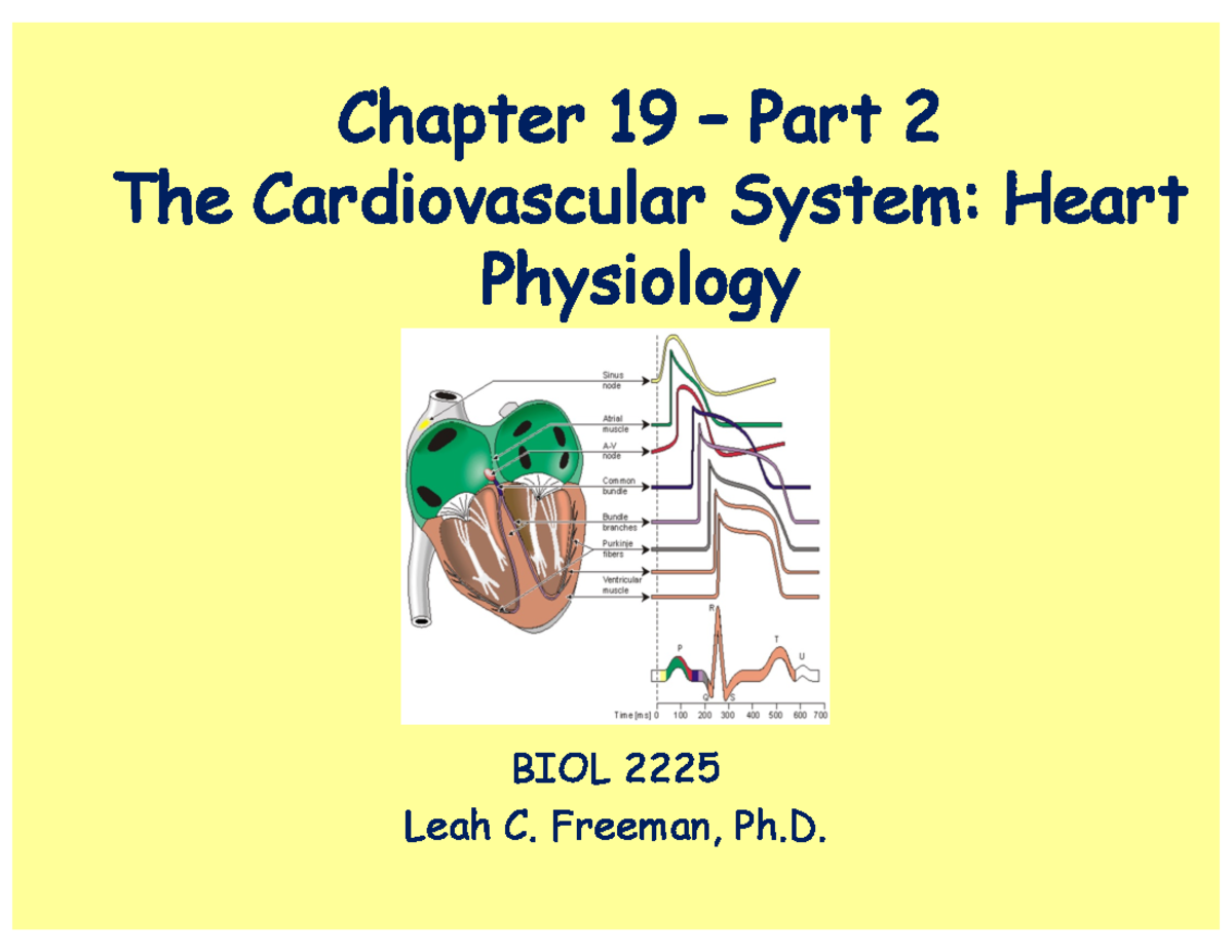 Cardiovascular System - Part 2 (Ch 19-2) - Compatibility Mode - Chapter ...