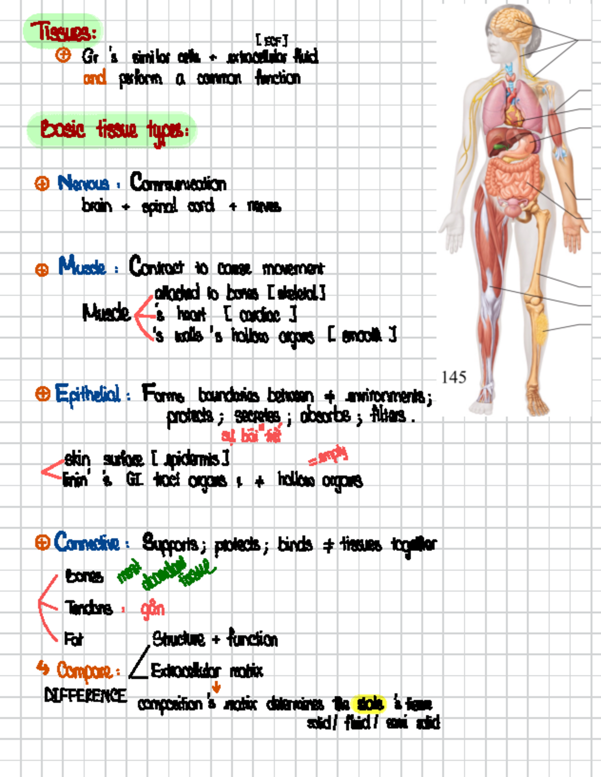 Module 2.2 Done - Notes in class - Tissues : [ECF] Gr's similar cells ...