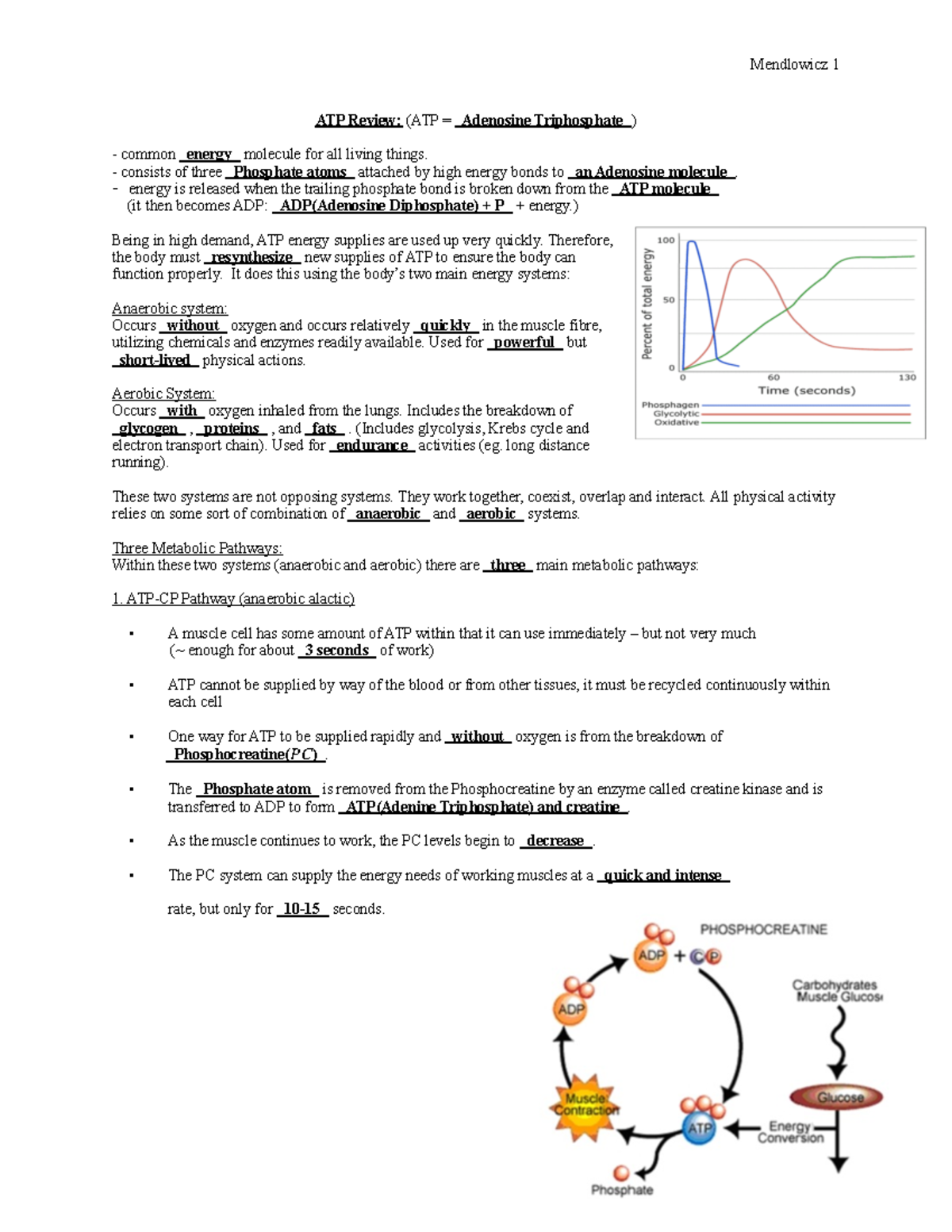 ATP Molecule Review - Mendlowicz 1 ATP Review: (ATP = Adenosine ...