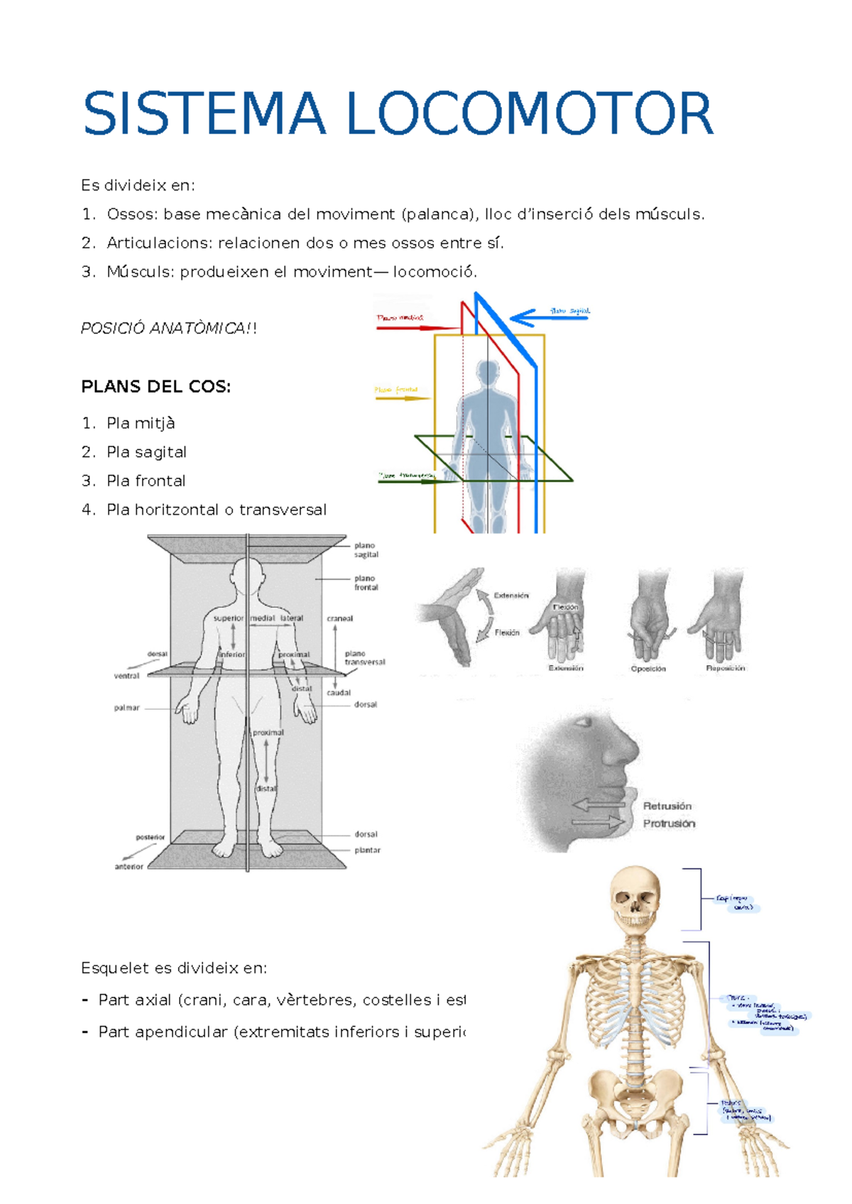 Anatomia. Sistema Locomotor - SISTEMA LOCOMOTOR Es divideix en: 1 ...