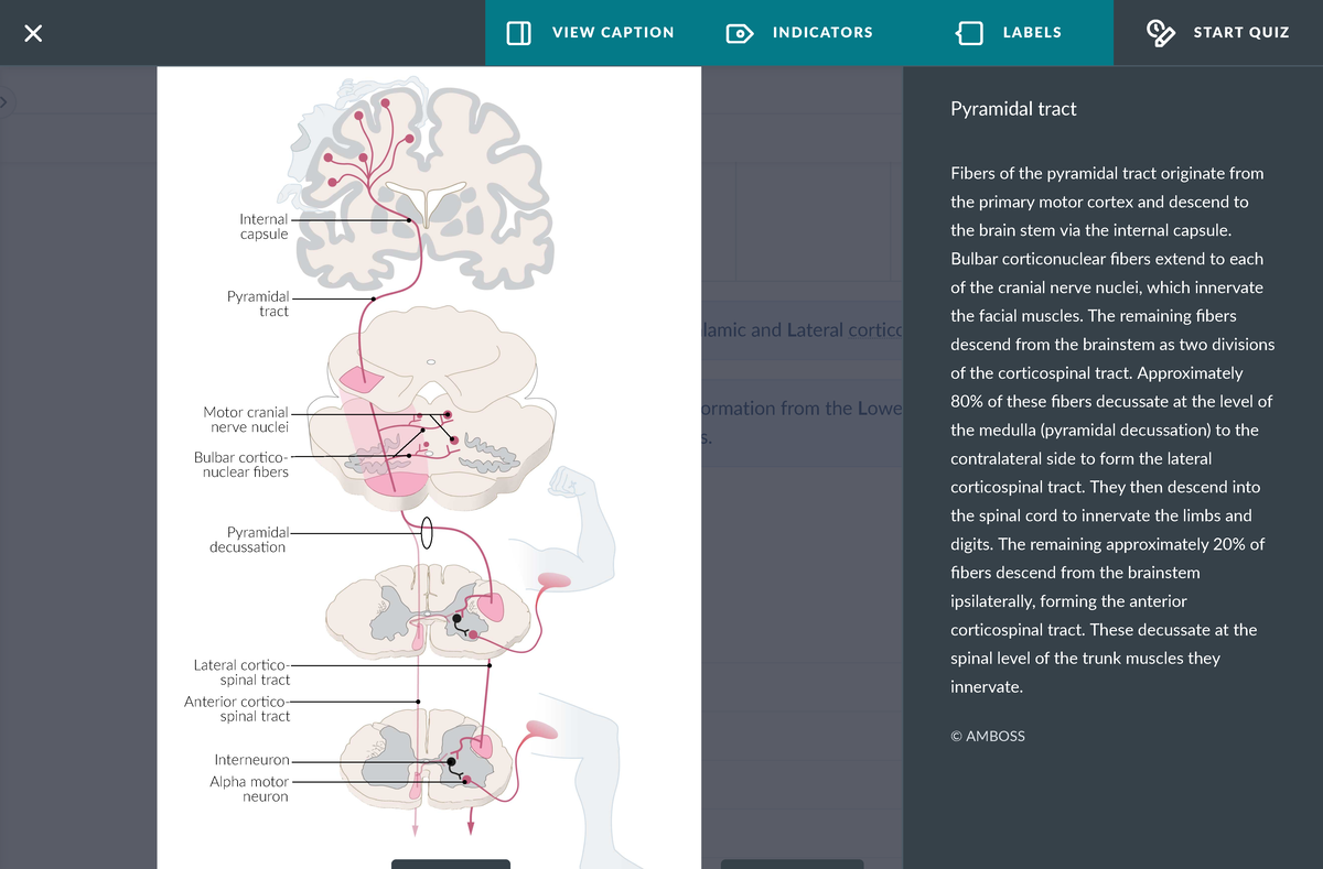 Amboss - Neuro - Extrapyramidal tracts (e., equilibratory reflexes ...