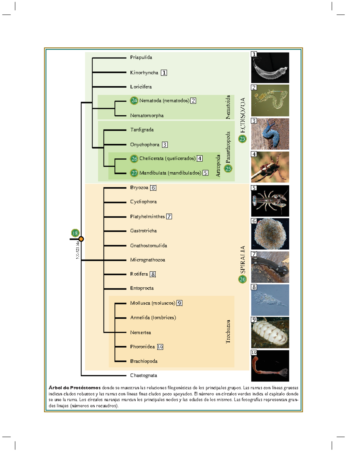 Giribet 2012 protostomos - Bryozoa Cycliophora Platyhelminthes ...