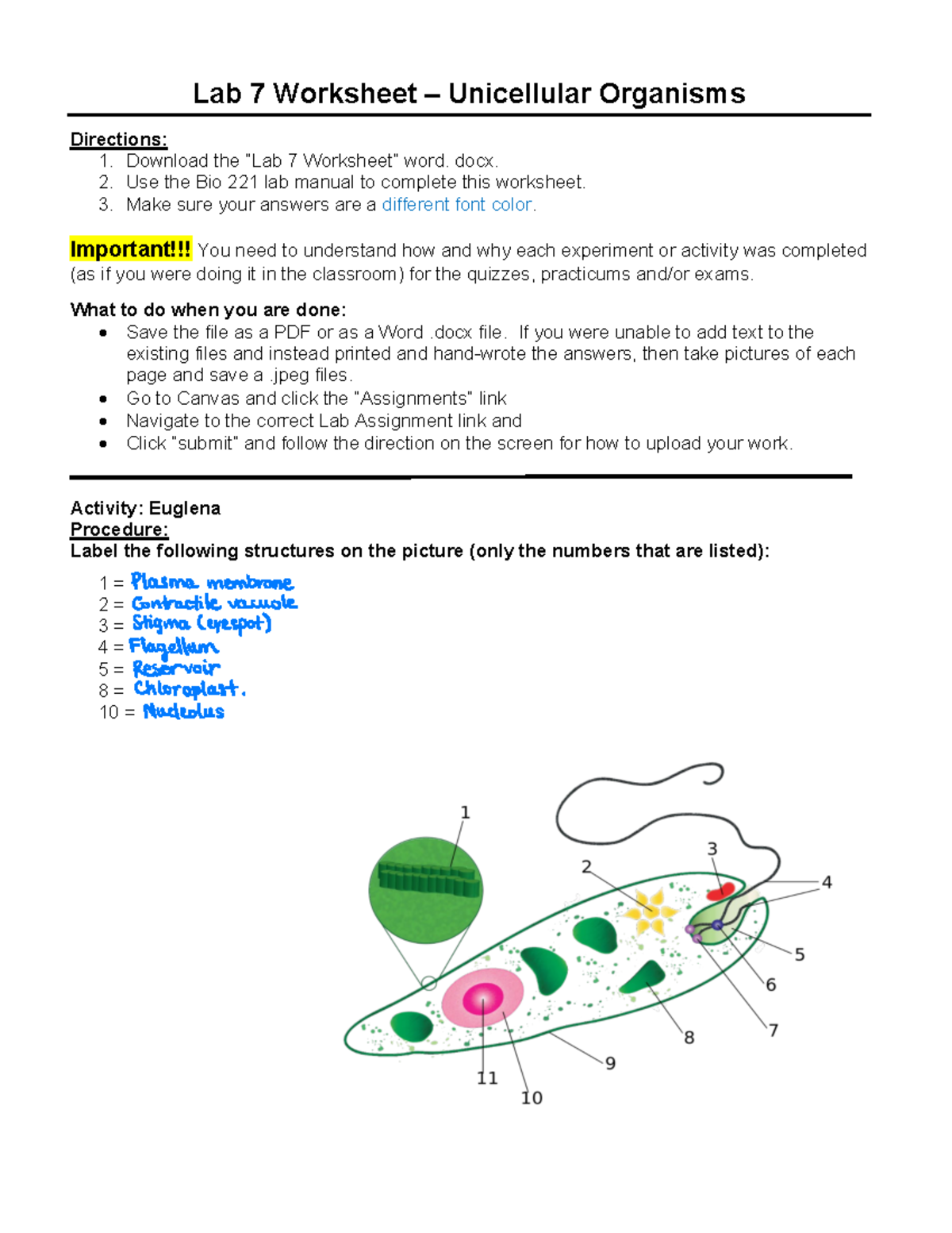 Biol 221 Lab 7 Worksheet - Lab 7 Worksheet 3 Unicellular Organisms ...