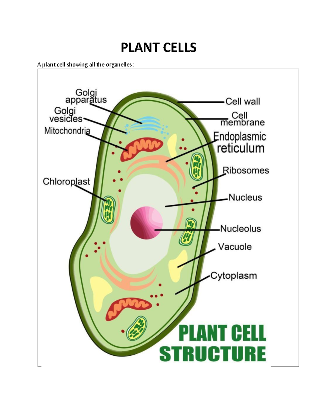 Cell and Organelle Note - PLANT CELLS A plant cell showing all the ...