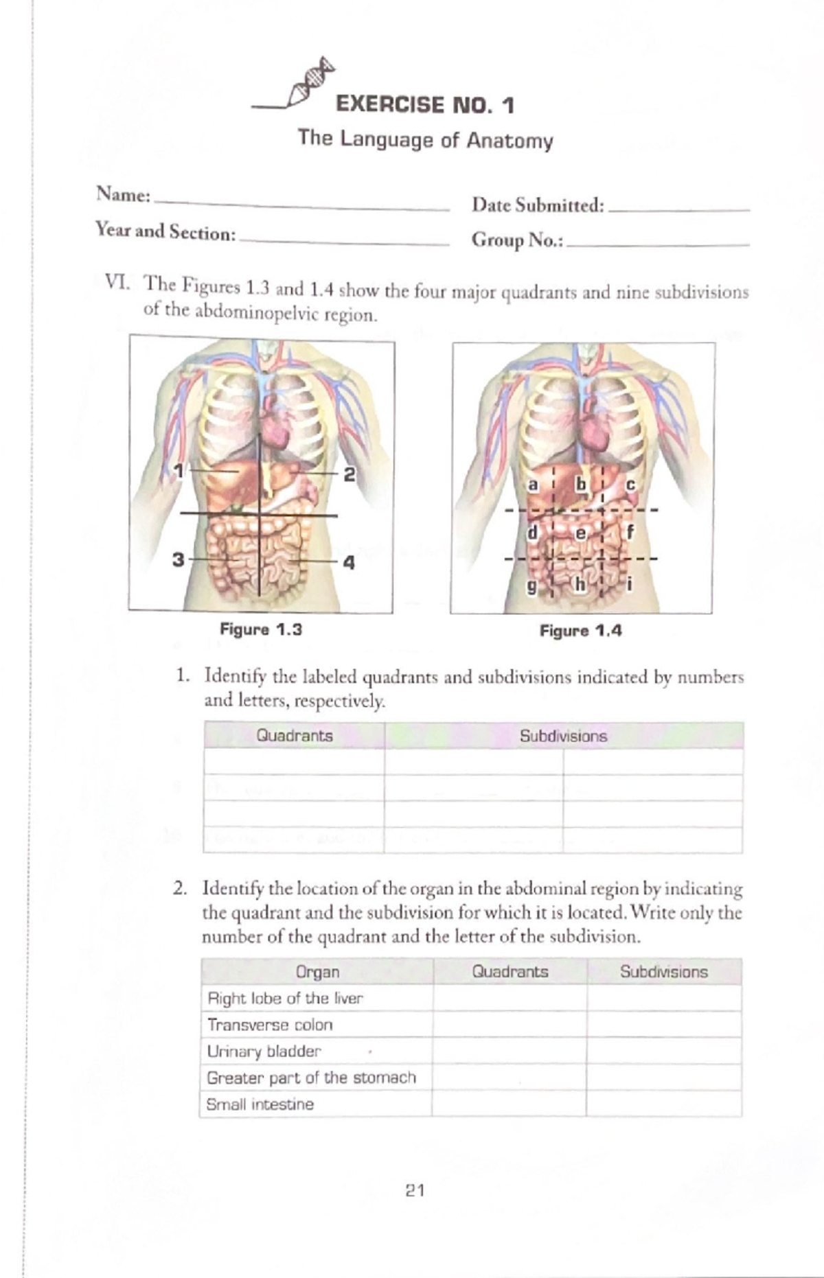 Language-OF- Anatomy- Exercise-NO.-1 - EXERCISE NO. 1 The Language of Anatomy Name: Date ...