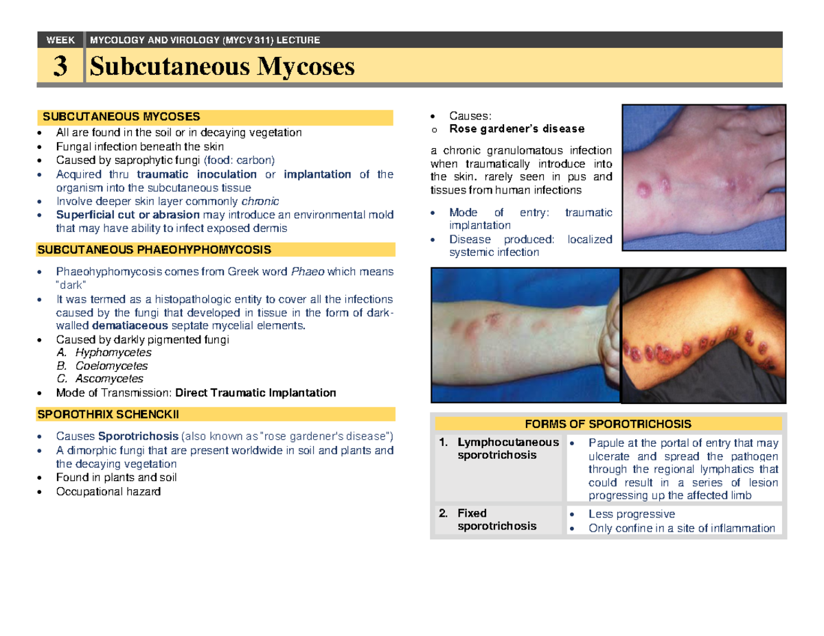 MYCV LEC WK3 Subcutaneous - SUBCUTANEOUS MYCOSES All are found in the soil or in decaying - Studocu