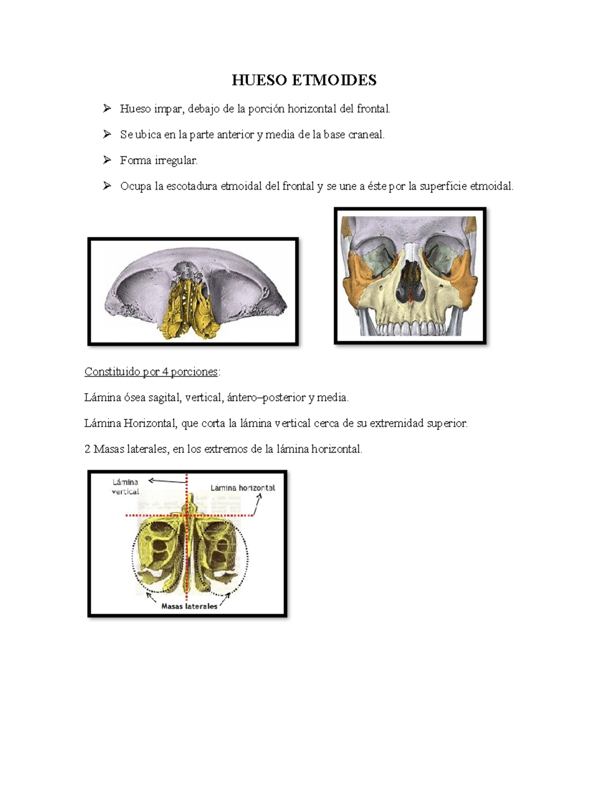Etmoides - HUESO ETMOIDES Hueso impar, debajo de la porción horizontal ...