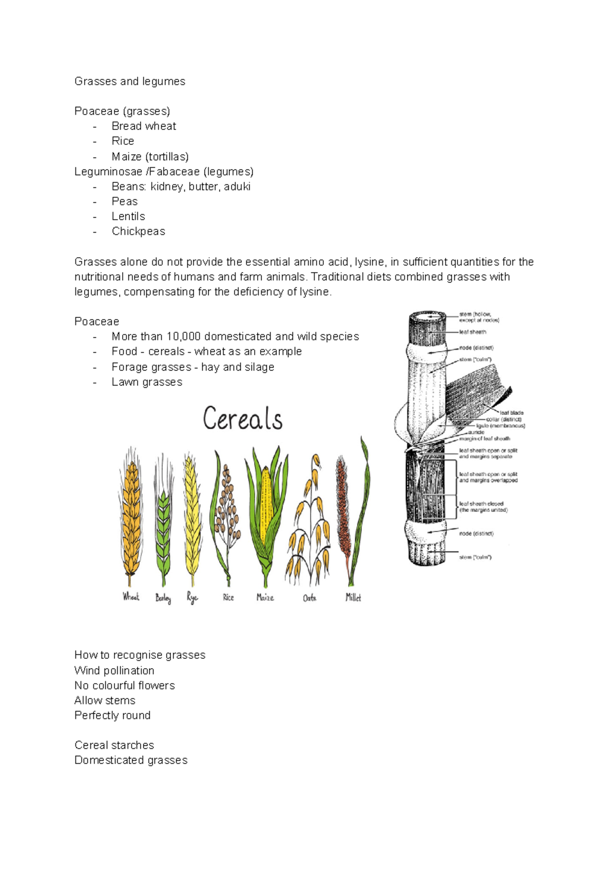 6. grains and legumes - Grasses and legumes Poaceae (grasses) - Bread ...