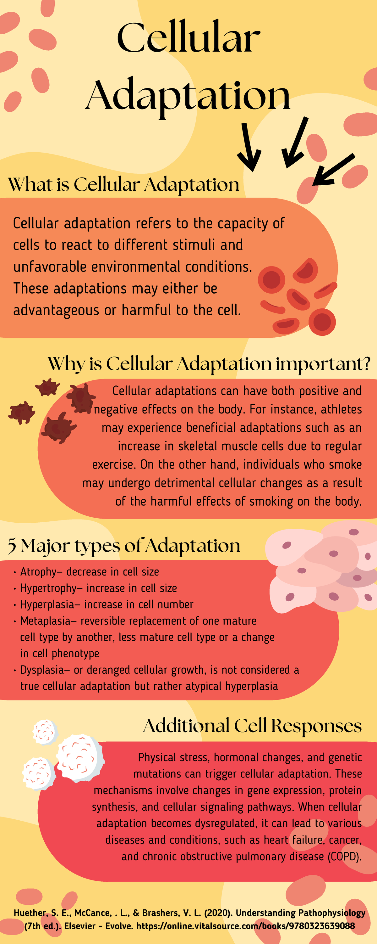 Week 4 - Cellular Adaptation Infographic - 5 Major types of Adaptation ...