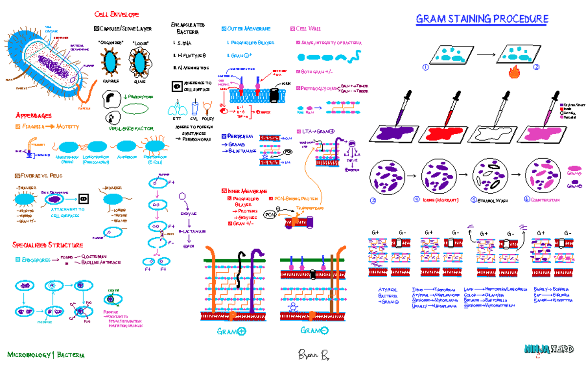 Microbiology] 01 - Bacteria Structure and Function - Key - Microbiology ...