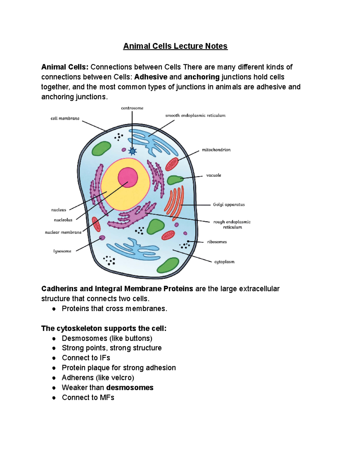 Animal Cells Lecture Notes - Animal Cells Lecture Notes Animal Cells ...