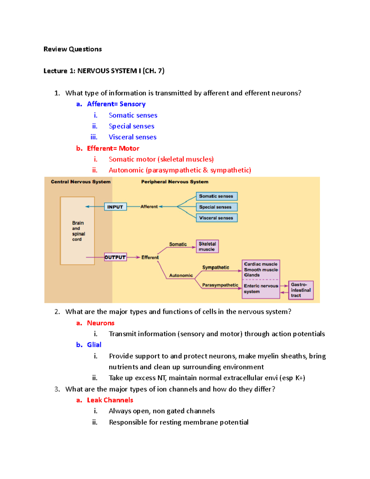 A&P Nervous System Review Questions - Review Questions Lecture 1 ...