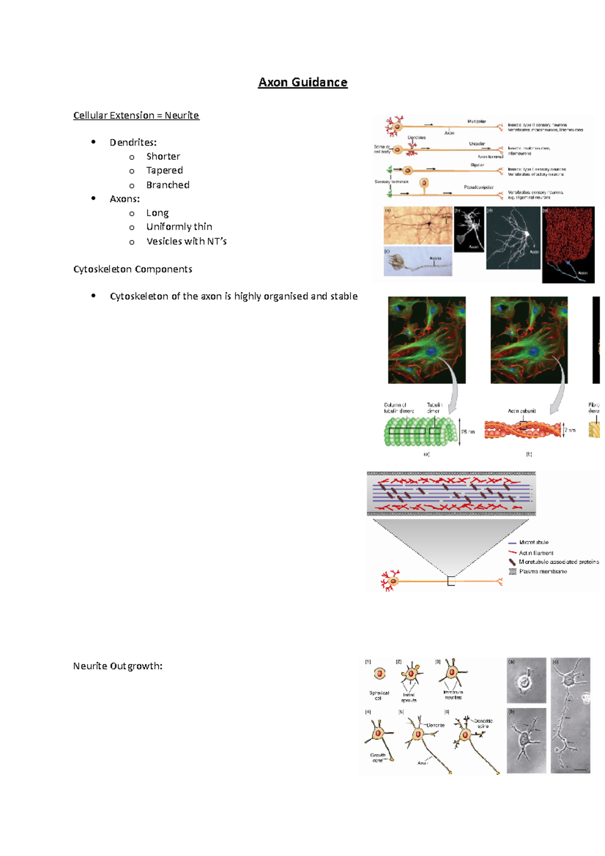Axon Guidance - Axon Guidance Cellular Extension = Neurite Dendrites: o ...
