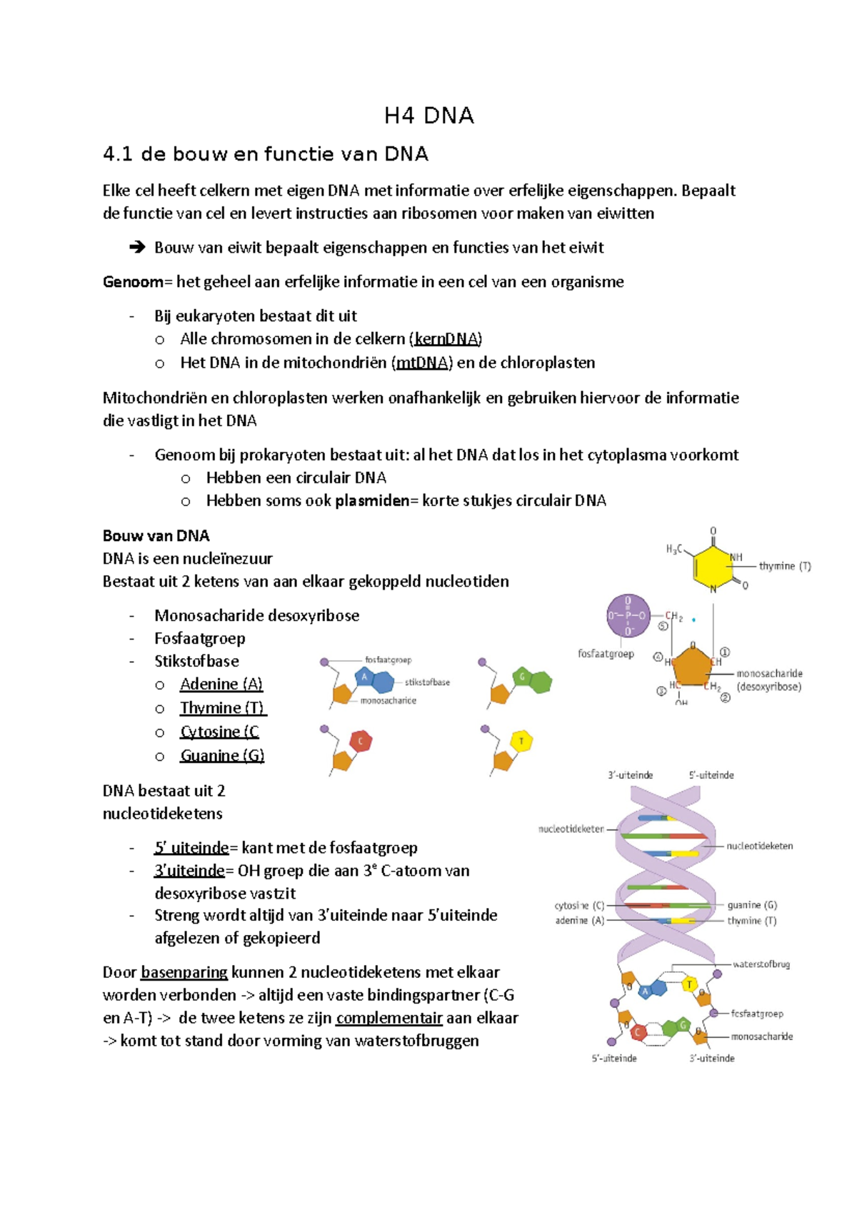 Samenvatting 5vwo H4 - H4 DNA 4 de bouw en functie van DNA Elke cel ...