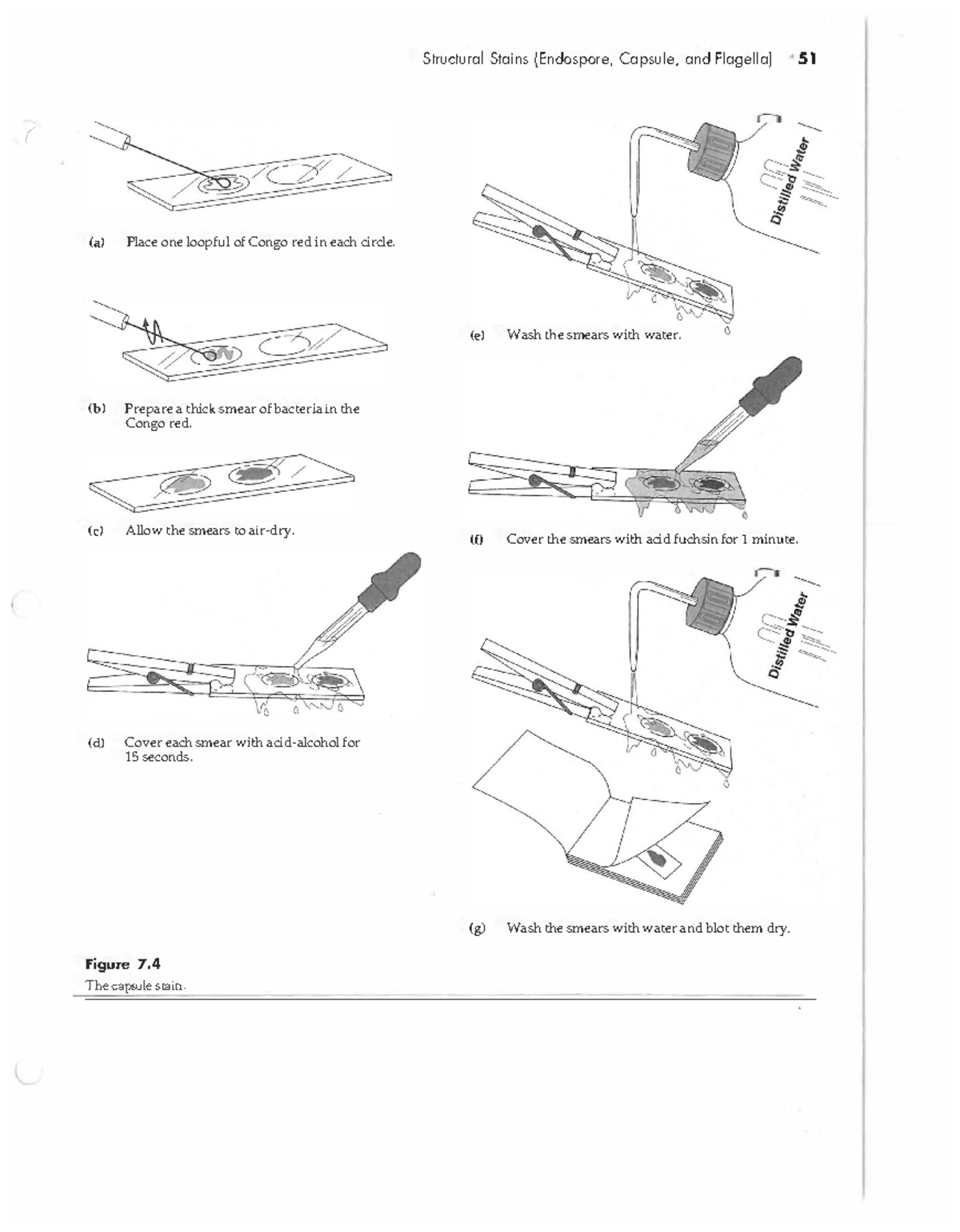 Staining - soci - ( (a) Place one loopful of Congo red in each circle ...