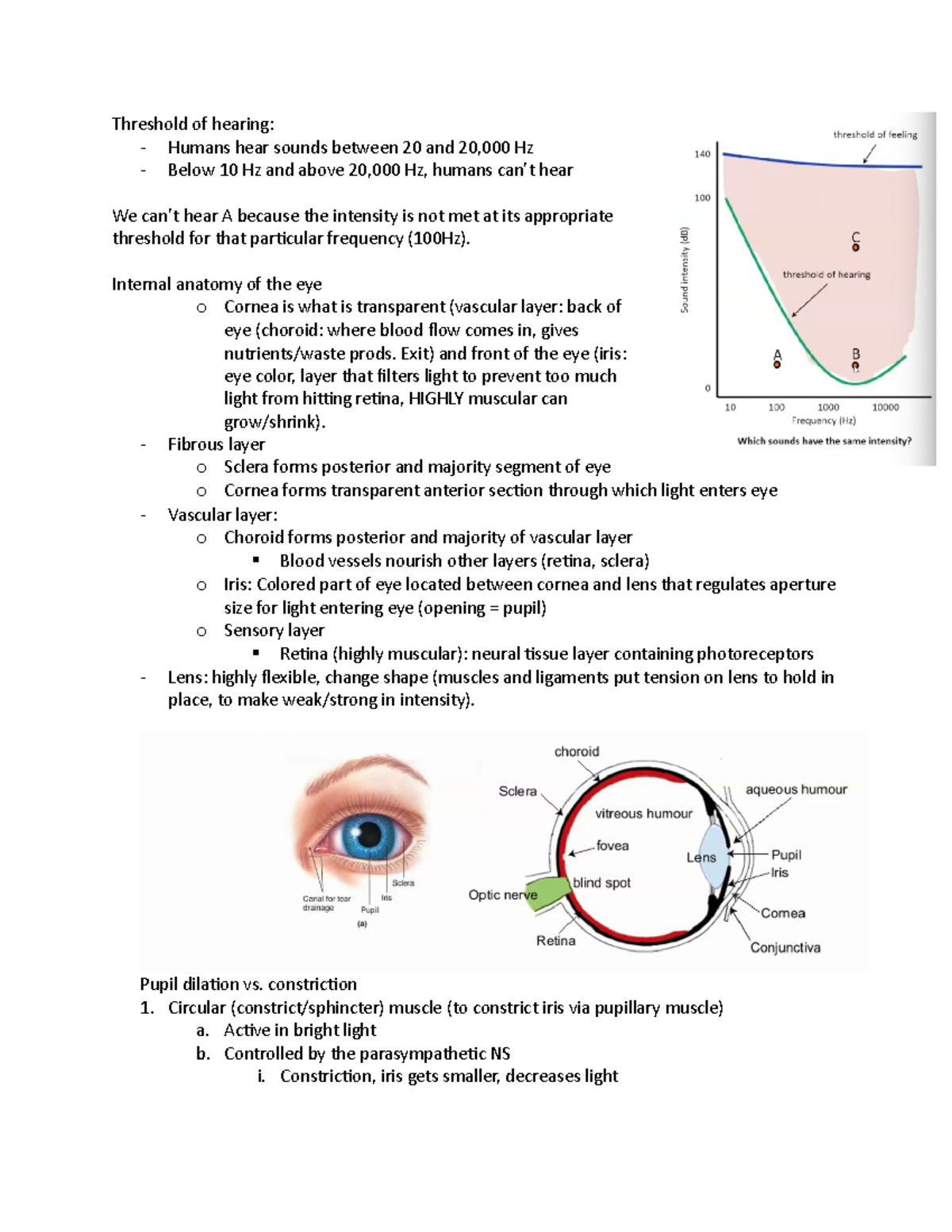 EXAM TWO Notes Lecture 2 - Threshold of hearing: - Humans hear sounds ...